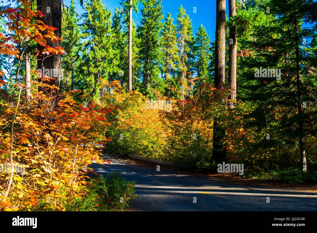 Beautiful Fall Foliage at Lake Wenatchee State Park, Washington, USA ...