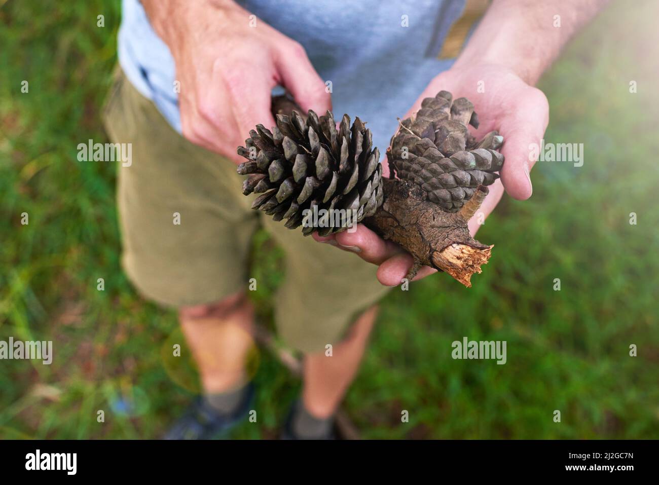 Perfect pine cones. Shot of a man holding pine cones Stock Photo - Alamy