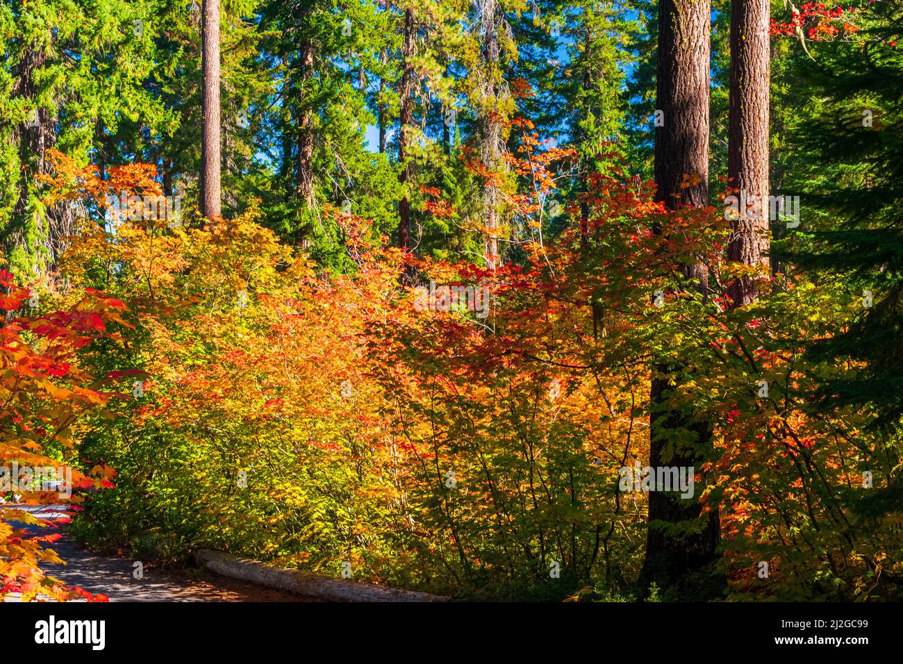 Beautiful Fall Foliage at Lake Wenatchee State Park, Washington, USA ...