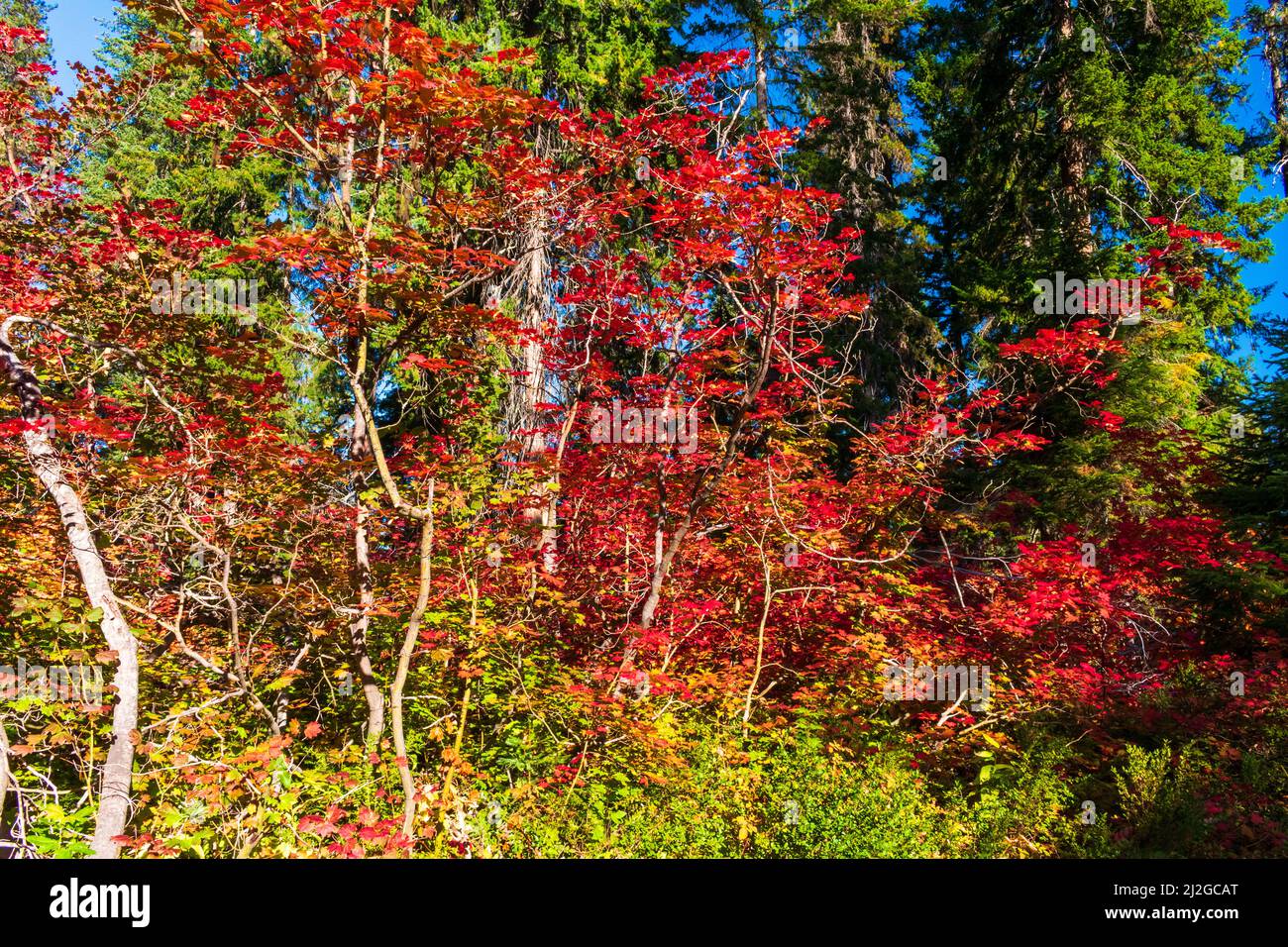 Beautiful Fall Foliage at Lake Wenatchee State Park, Washington, USA ...