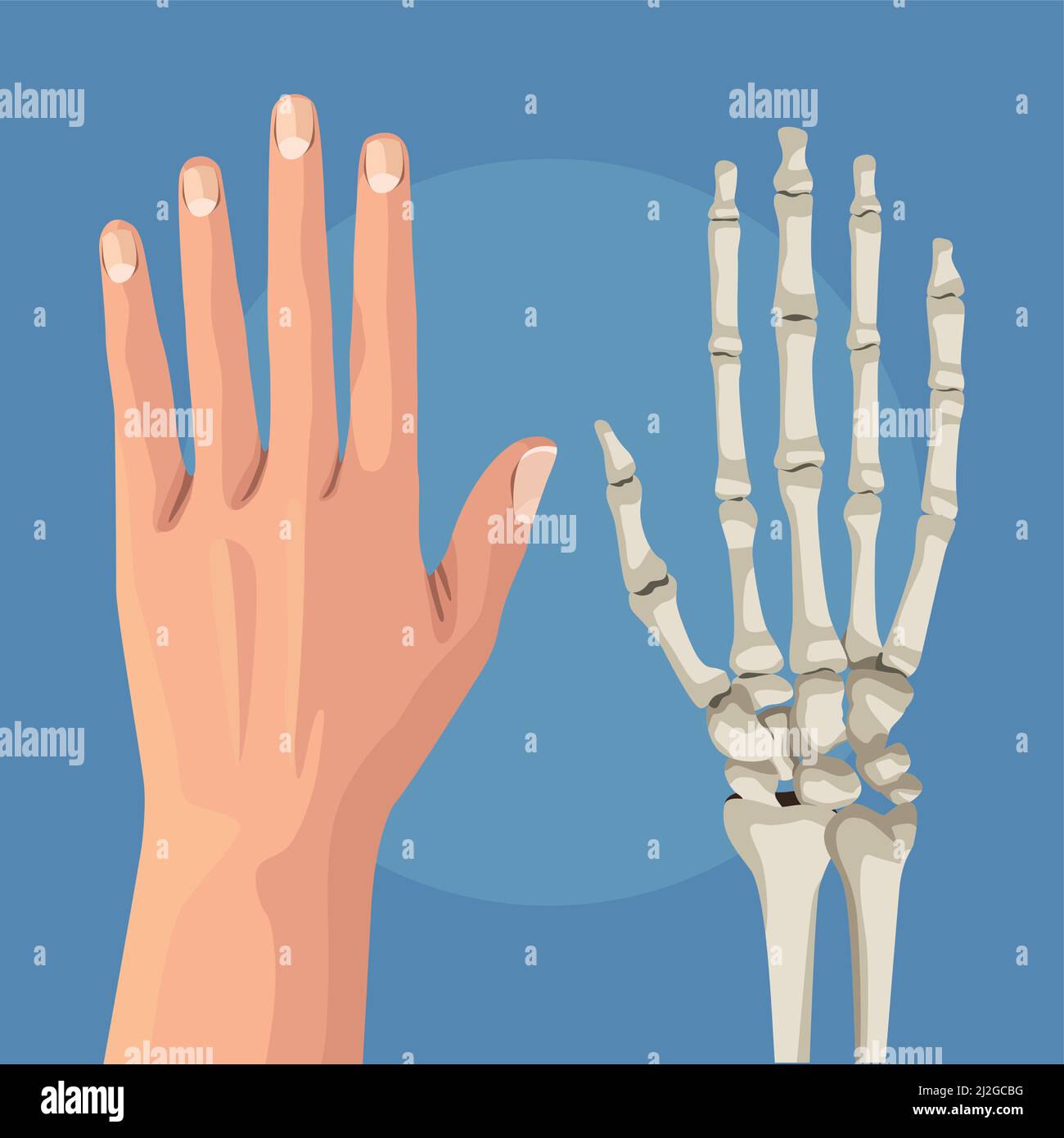 hand skin and bones Stock Vector Image & Art - Alamy