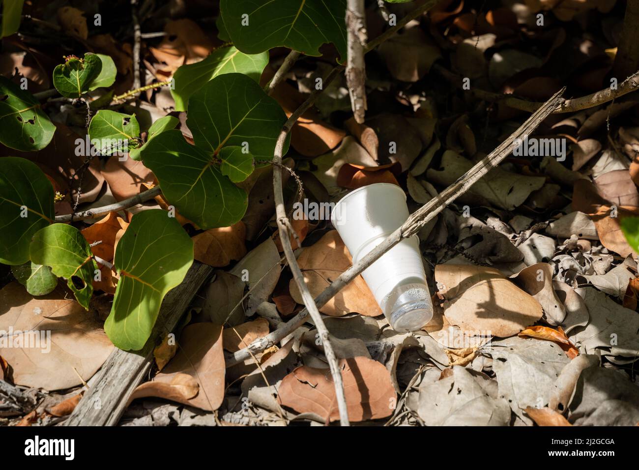 A closeup of plastic waste on the beach on fallen leaves in Punta Cana ...