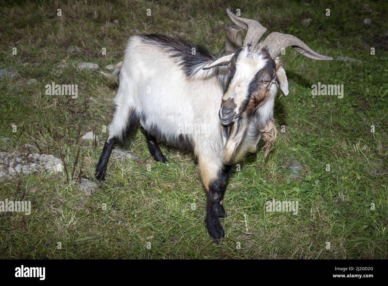 A closeup of African pygmy in the field Stock Photo - Alamy