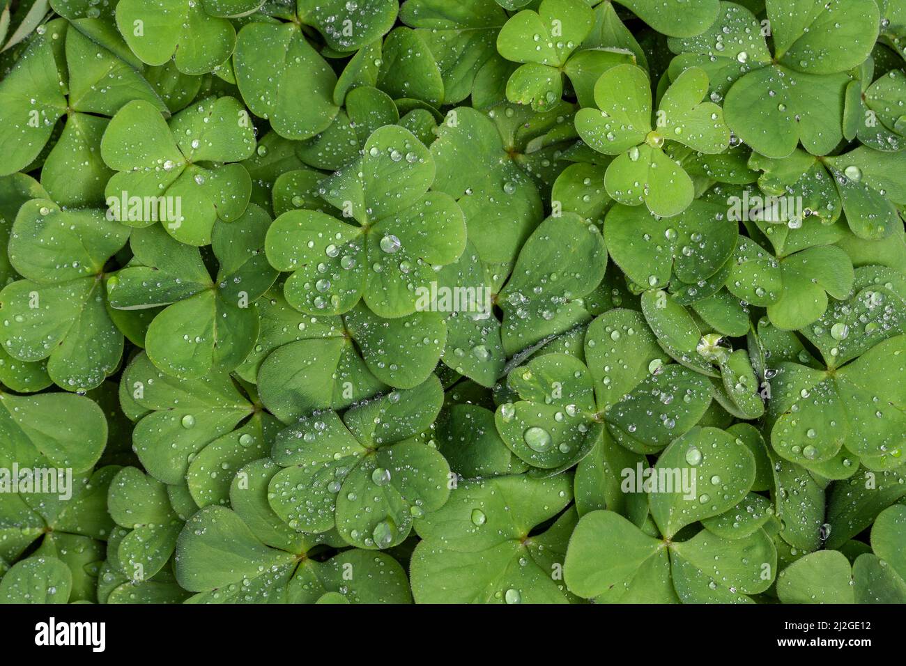 Water drops on clover leaves Stock Photo - Alamy