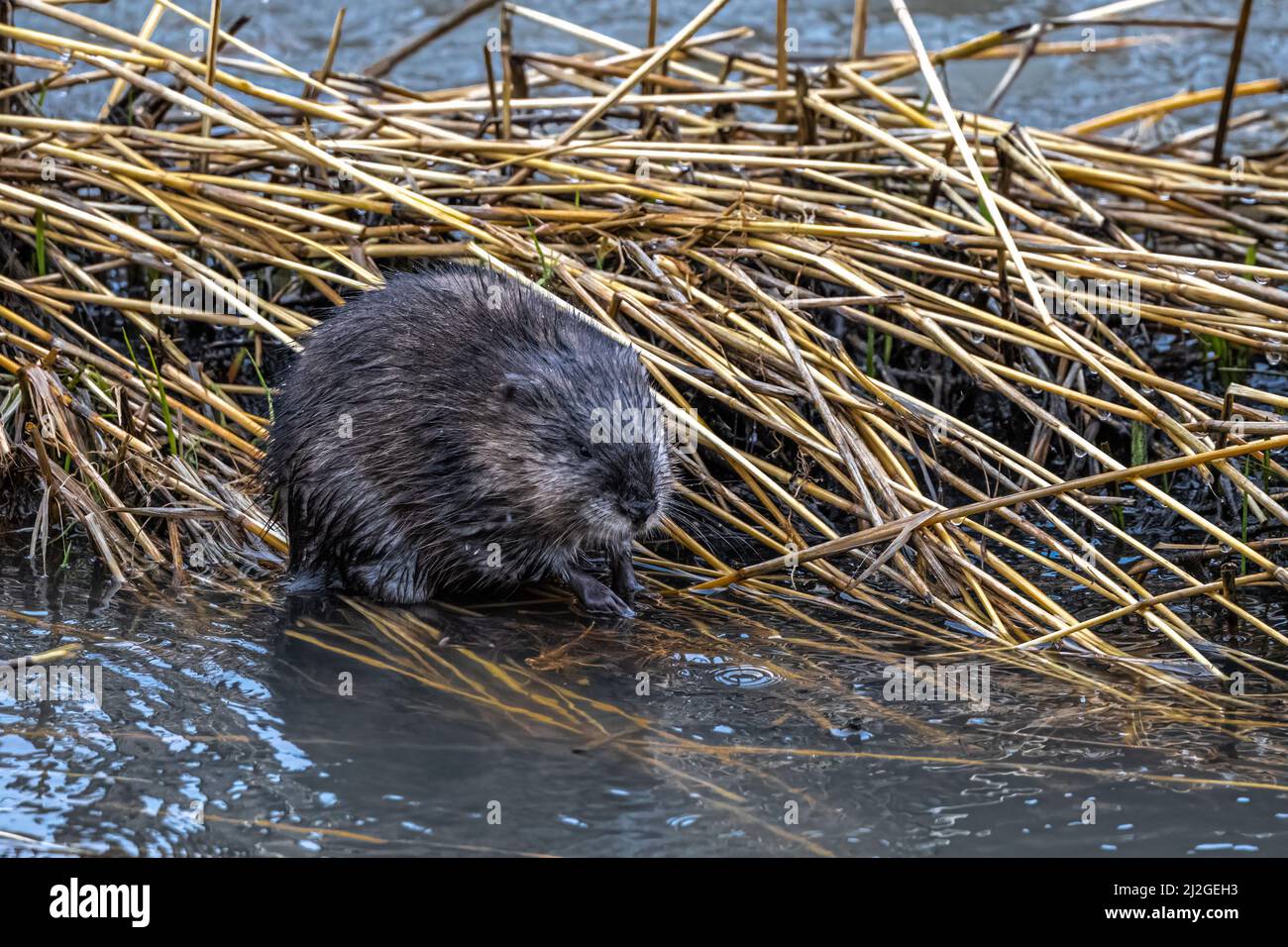 Tail of muskrat hi-res stock photography and images - Alamy