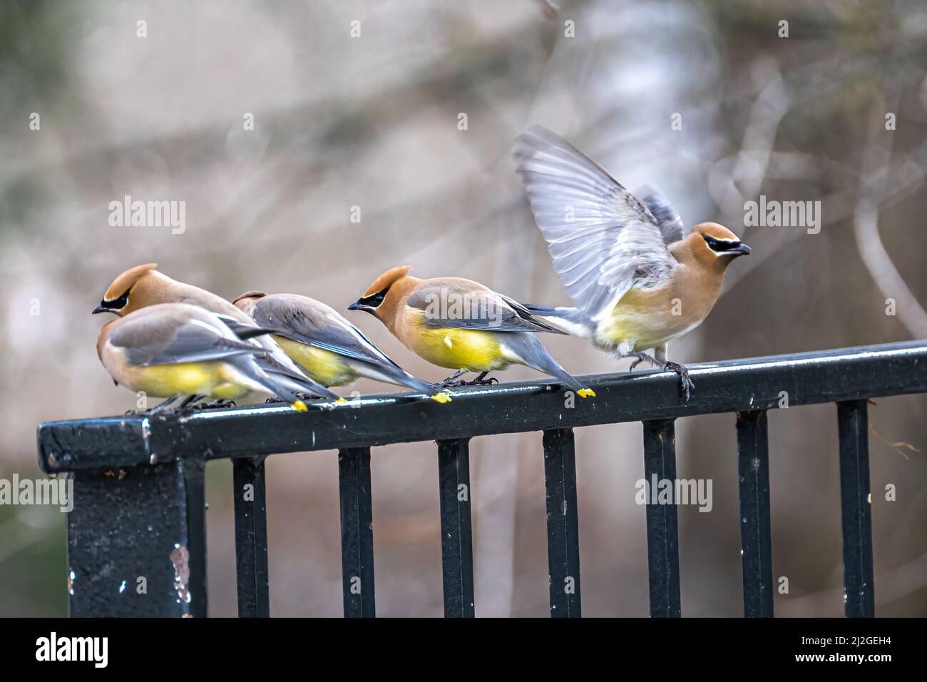 Perching Cedar Waxwings (Bombycilla cedrorum Stock Photo - Alamy