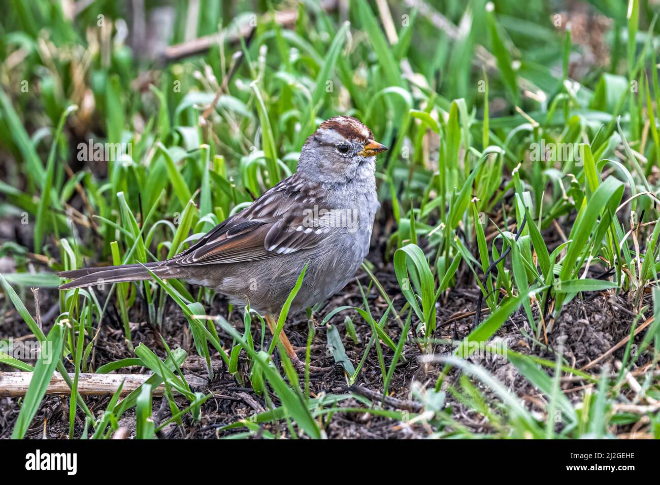 Immature White-crowned Sparrow (Zonotrichia leucophrys Stock Photo - Alamy