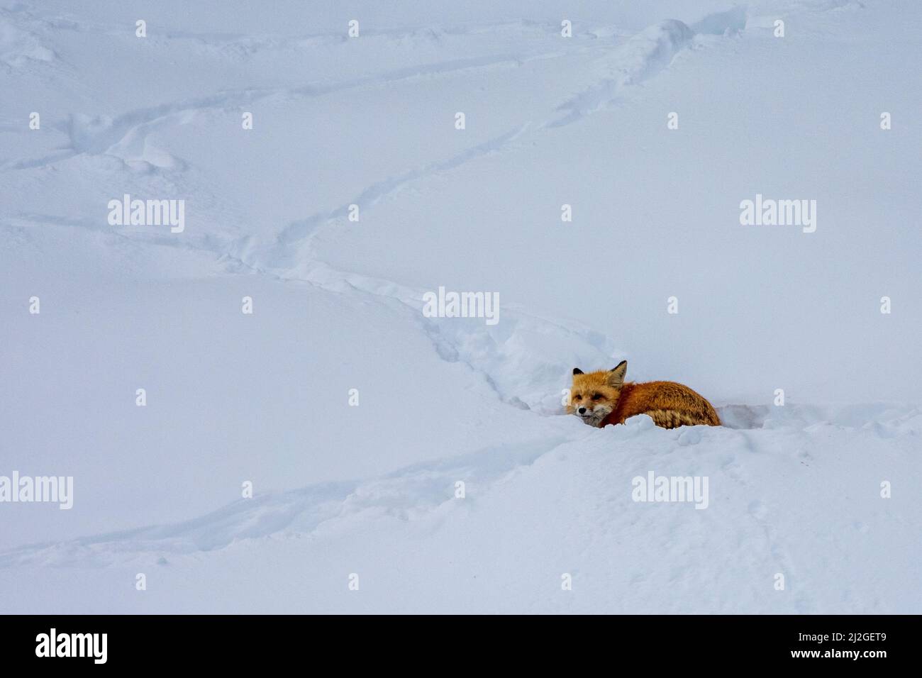 Red Fox Laying in Snow in Sawtooth National Recreation Area, Idaho, USA ...