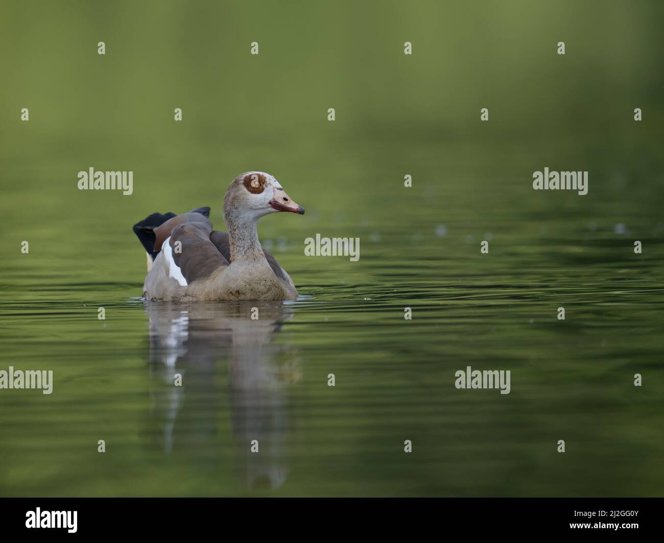 The great goose swim hi-res stock photography and images - Alamy