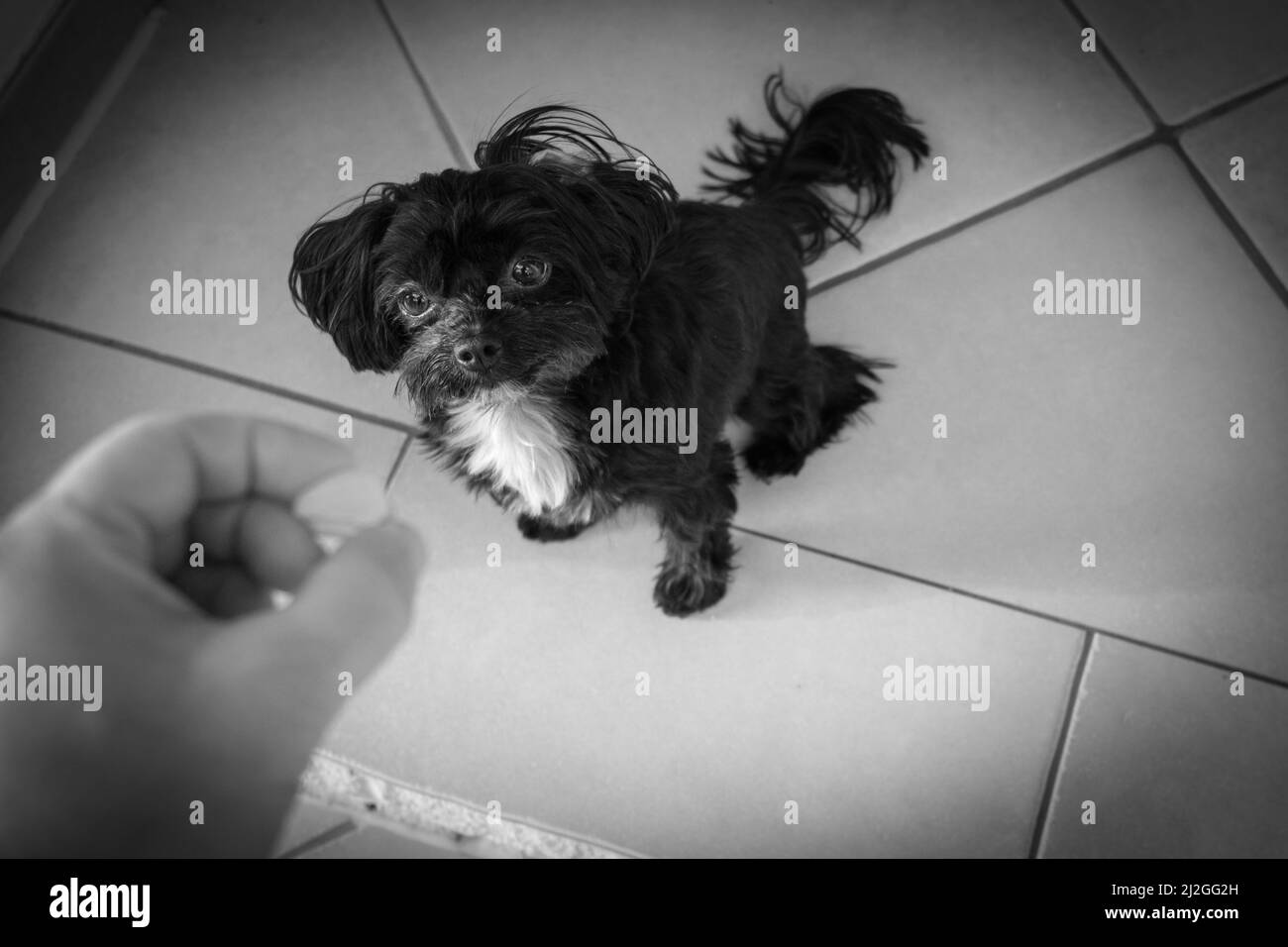 Russian bolonka zwetna hi-res stock photography and images - Alamy