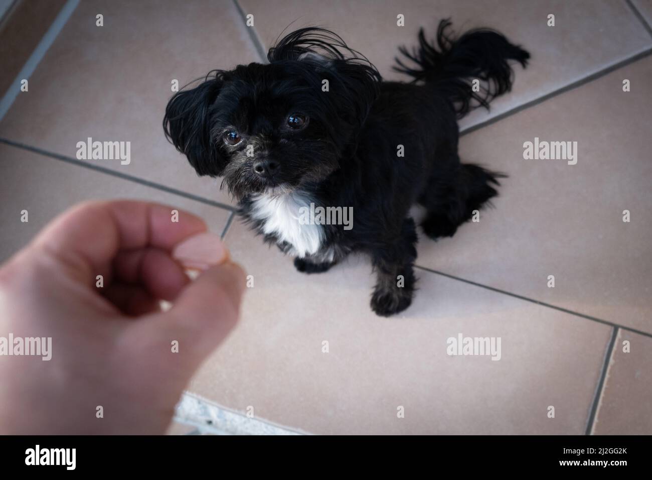 a small cute bolonka dog looks at the food that is held out to him ...