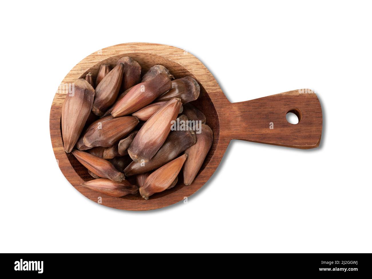 Brazilian pine tree hi-res stock photography and images - Alamy