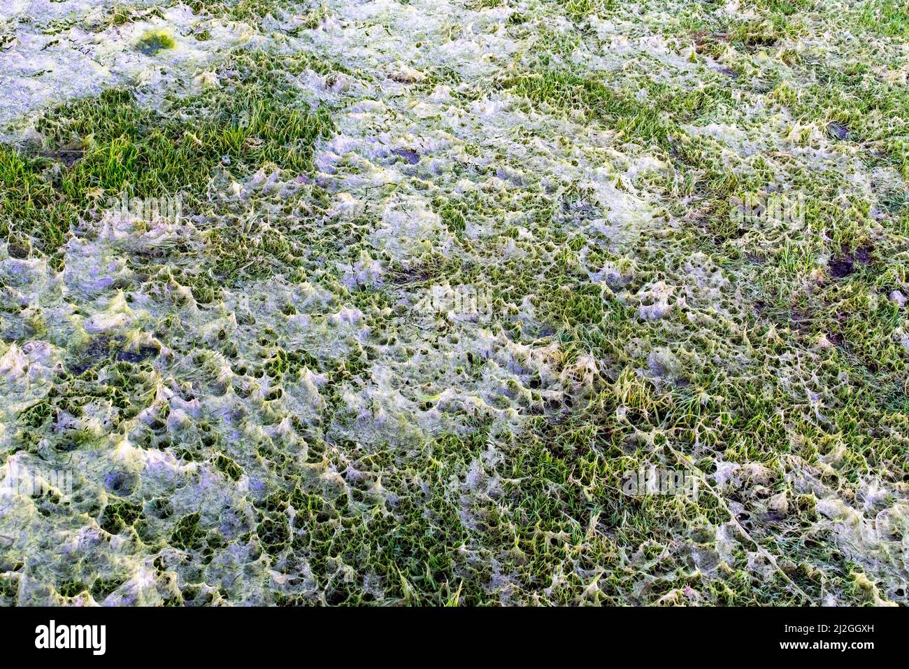 Filamentous Algae on Whidbey Island, Washington Stock Photo - Alamy