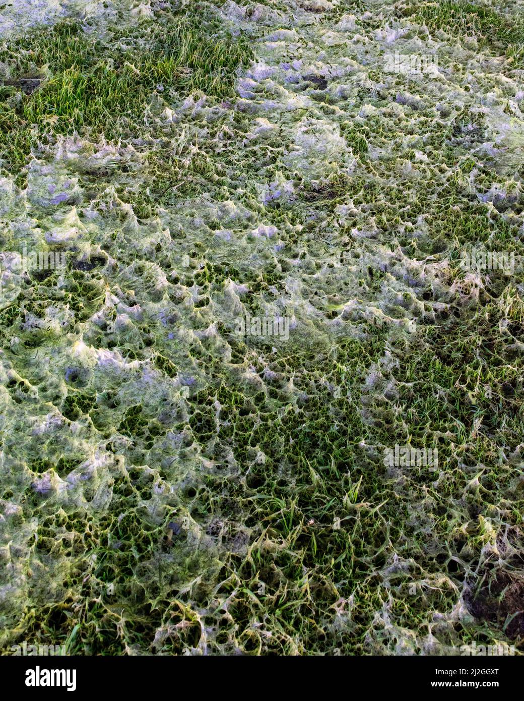 White filamentous fungus hi-res stock photography and images - Alamy
