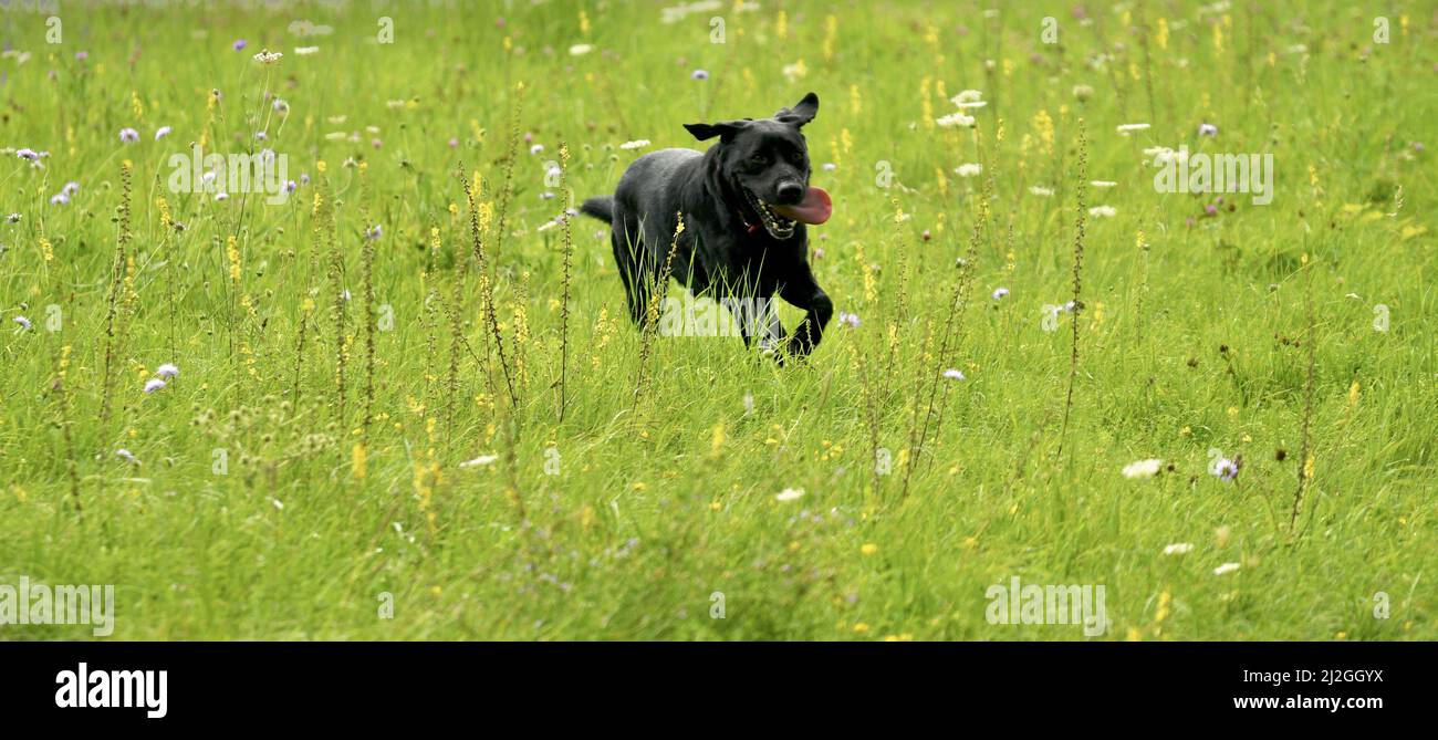 Adorable black labrador running around hi-res stock photography and ...