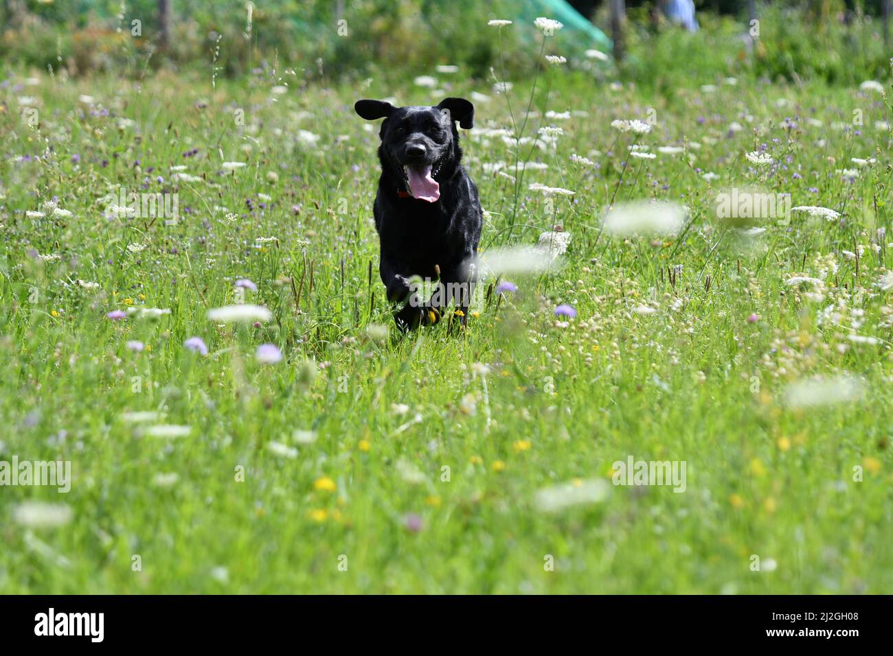 Adorable black labrador running around hi-res stock photography and ...