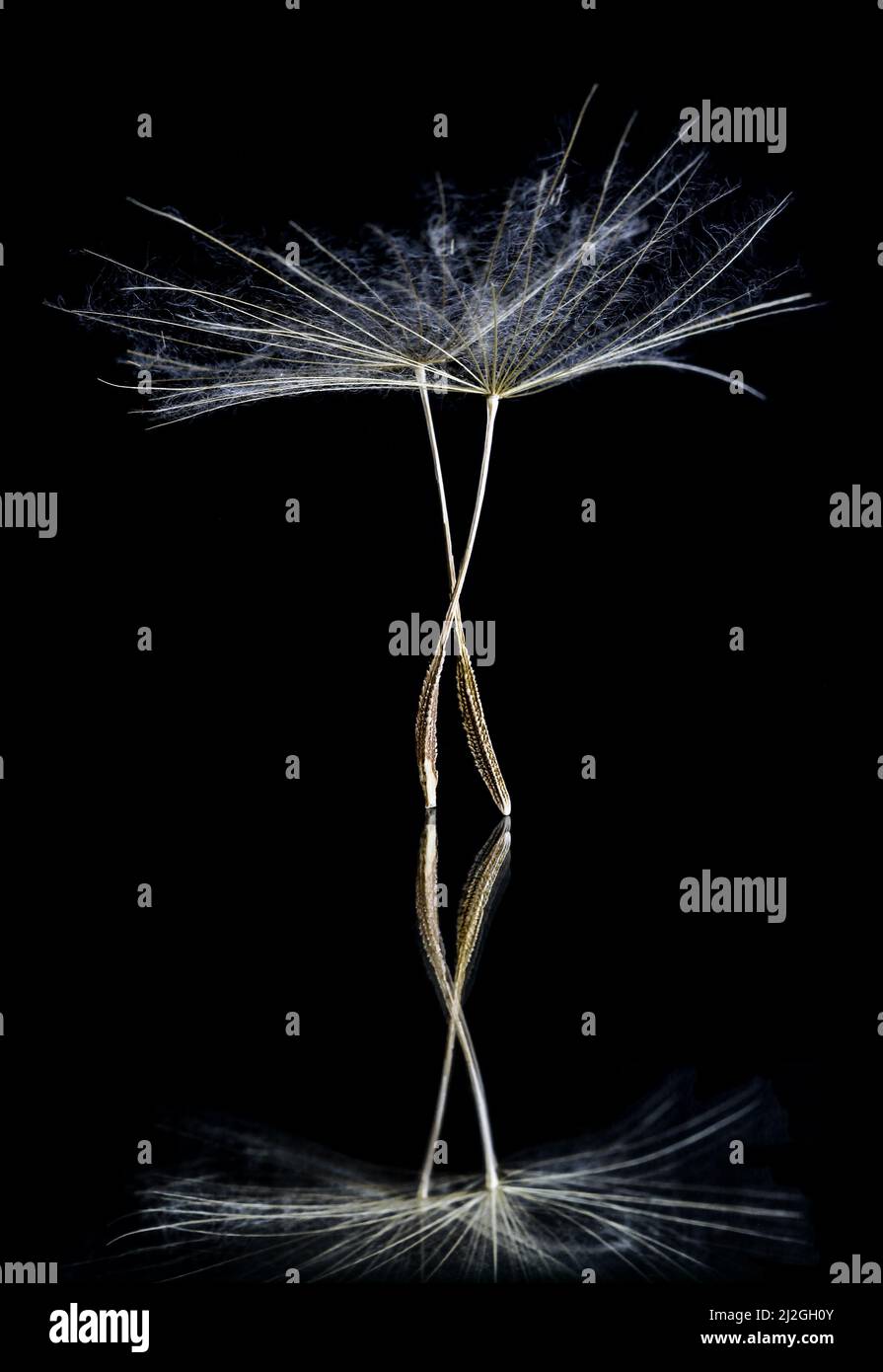 Dandelion Seeds resembling ballet dancers on the stage, Macro Shots ...