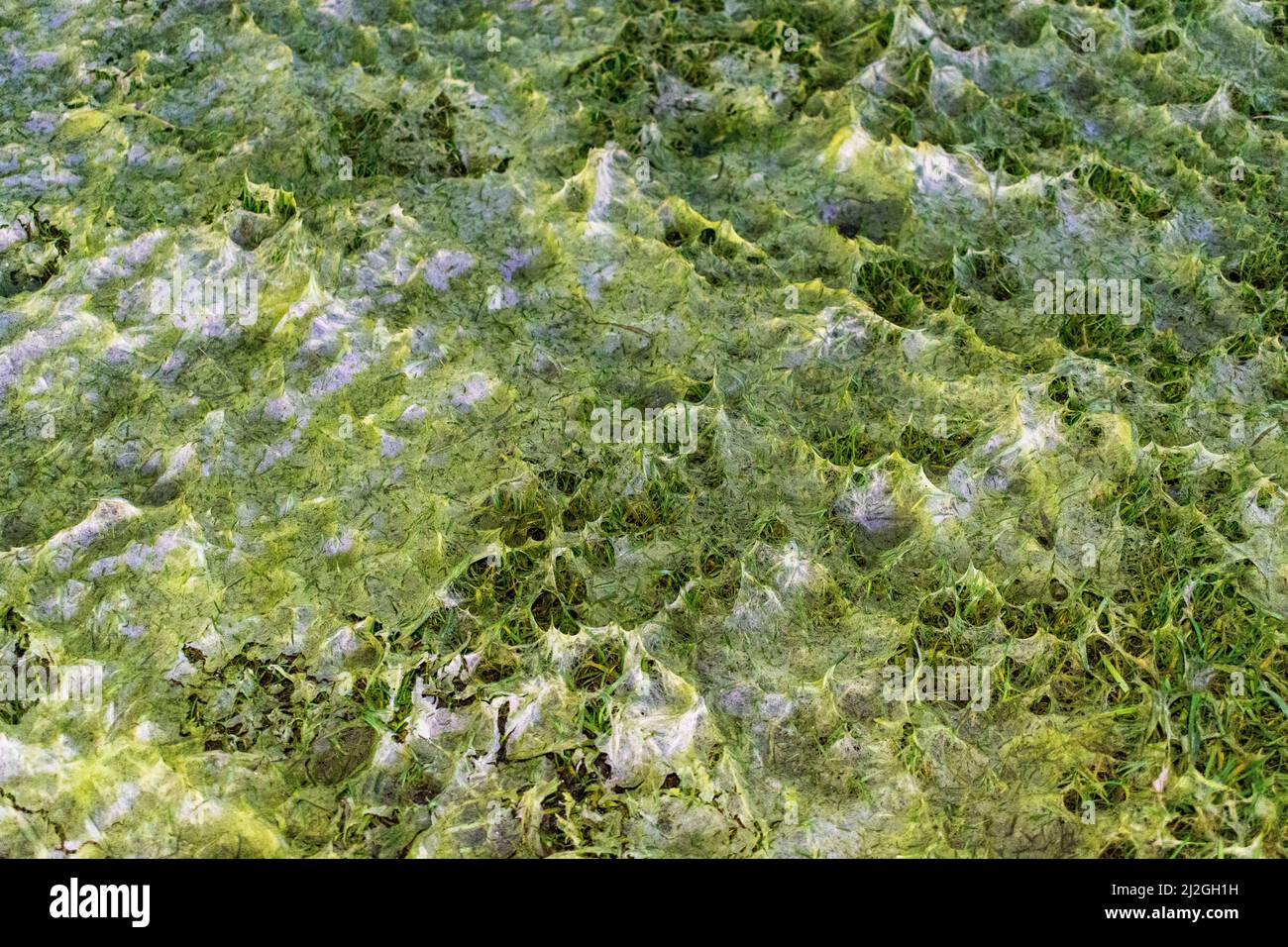 Filamentous Algae on Whidbey Island, Washington Stock Photo - Alamy