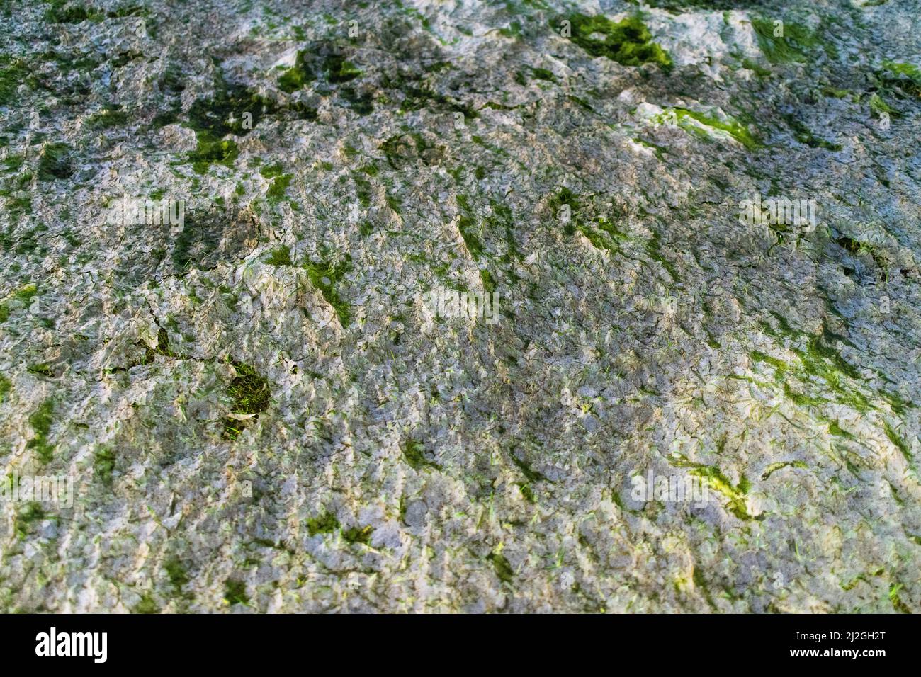 White filamentous fungus hi-res stock photography and images - Alamy