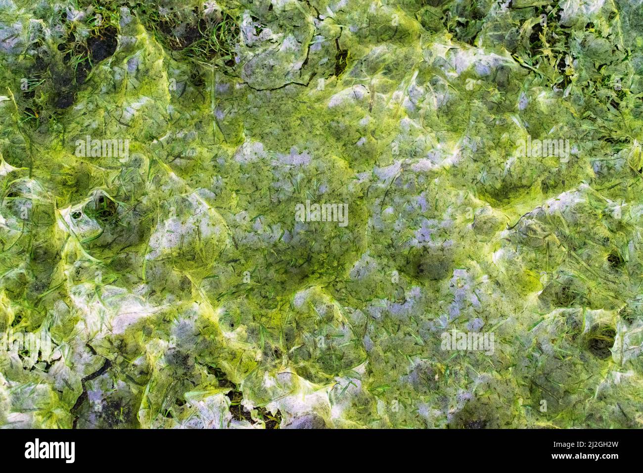 Filamentous Algae on Whidbey Island, Washington Stock Photo - Alamy
