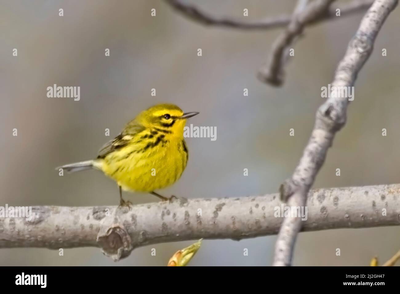 Setophaga discolor hi-res stock photography and images - Alamy