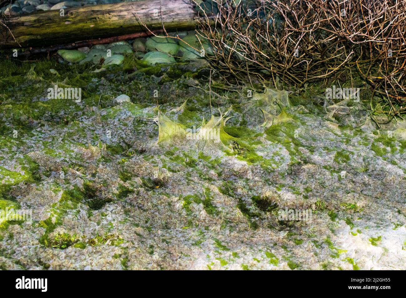 Filamentous Algae on Whidbey Island, Washington Stock Photo - Alamy
