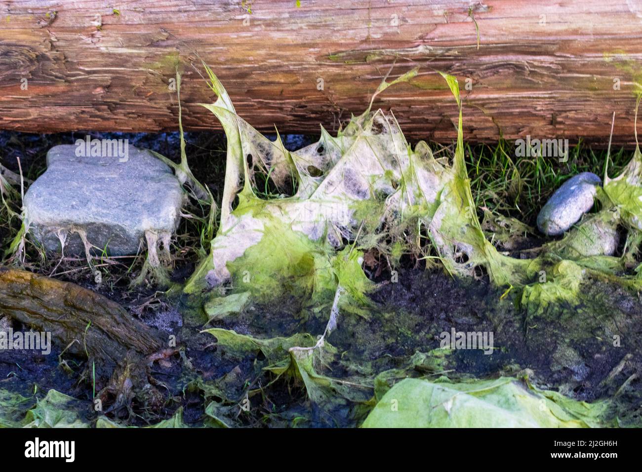 Filamentous Algae on Whidbey Island, Washington Stock Photo - Alamy