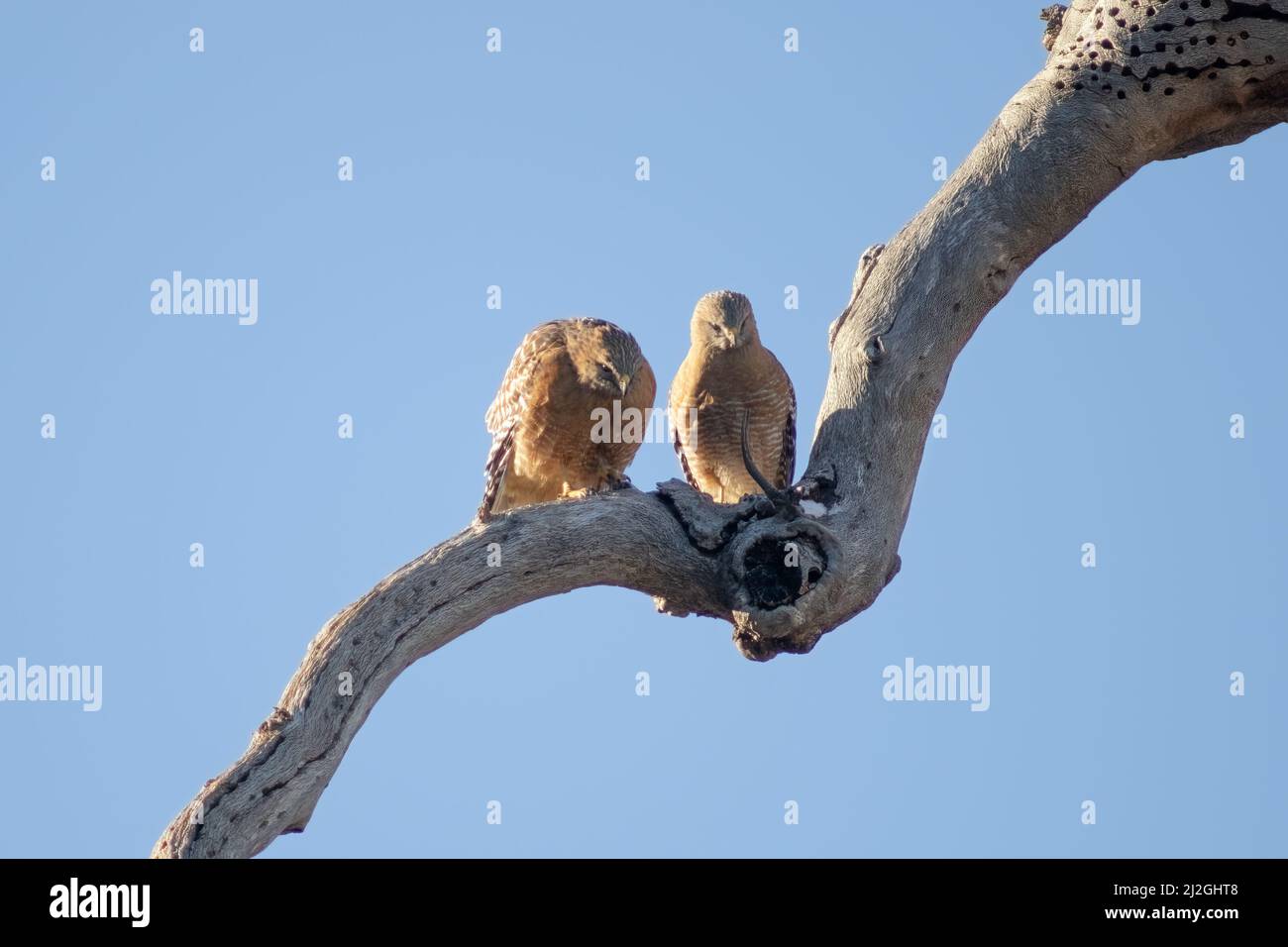 Mated birds hi-res stock photography and images - Alamy