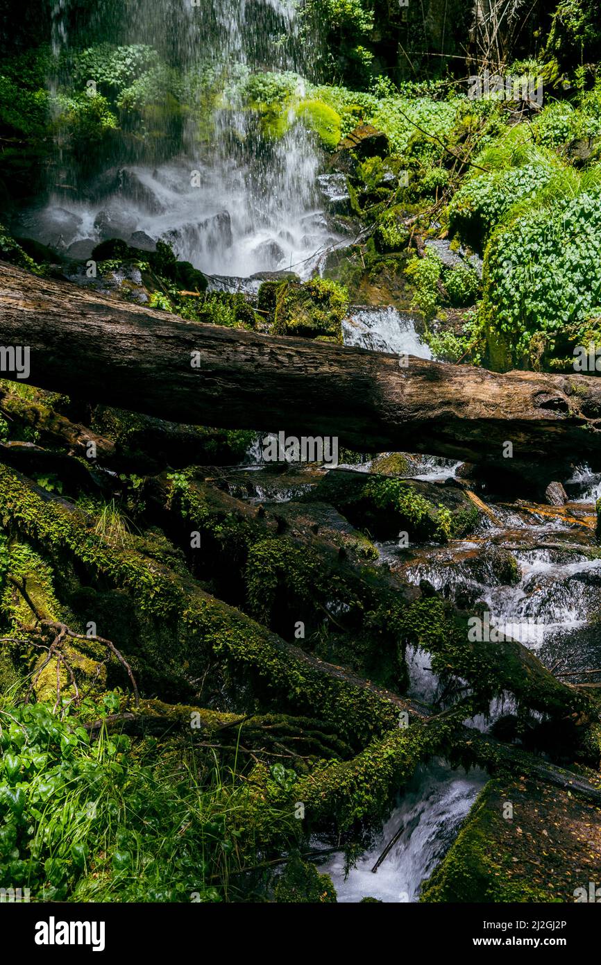 A vertical photo of nature Stock Photo - Alamy