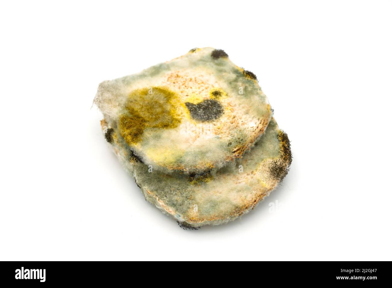 A closeup of mold on a white background Stock Photo - Alamy