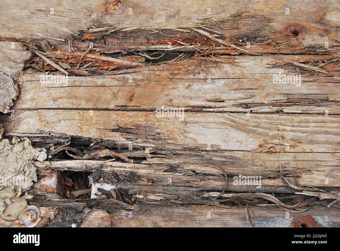 Old wood grain texture. Pine wood old, can be used as background ...