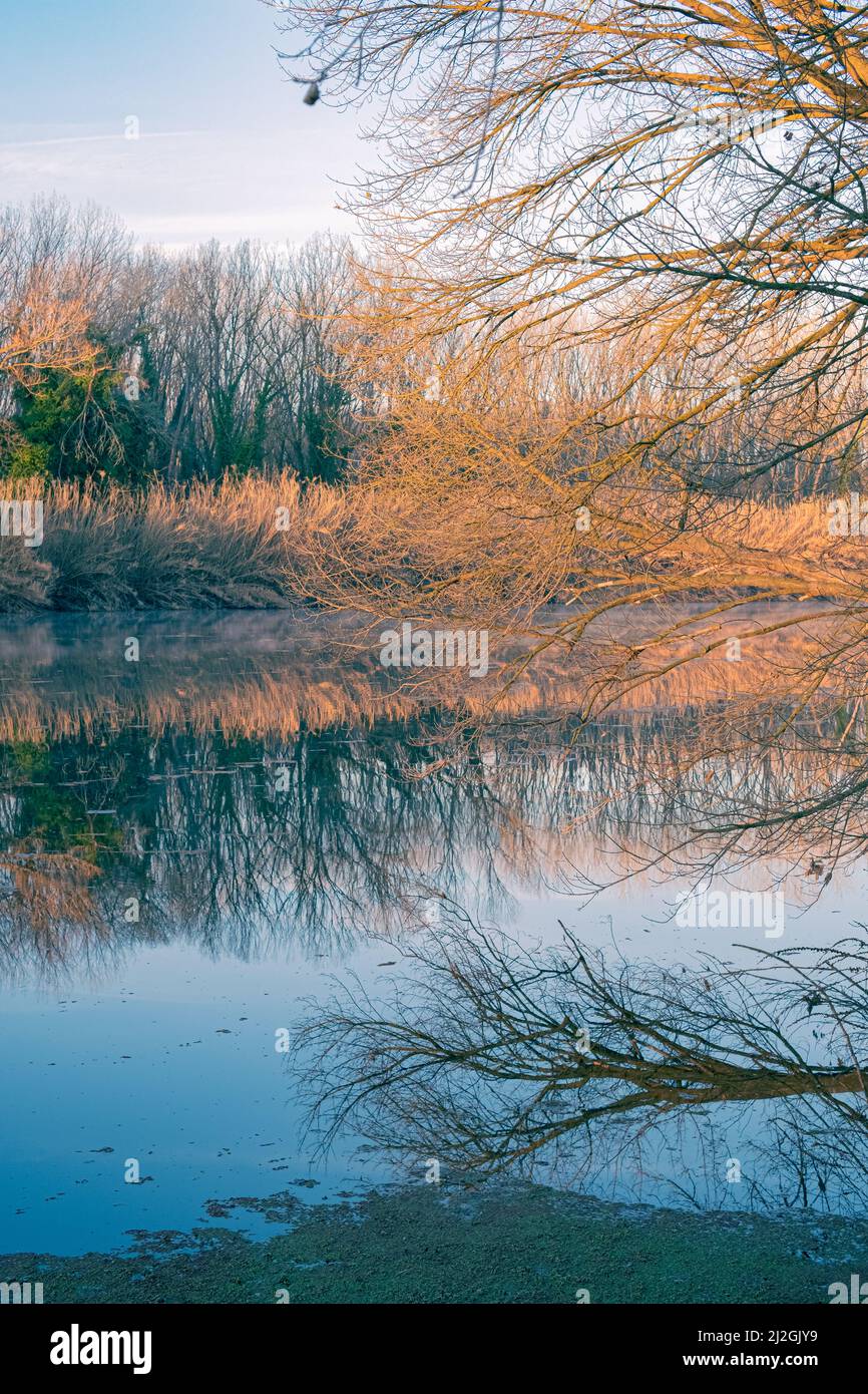 Golden winter leaves hi-res stock photography and images - Alamy