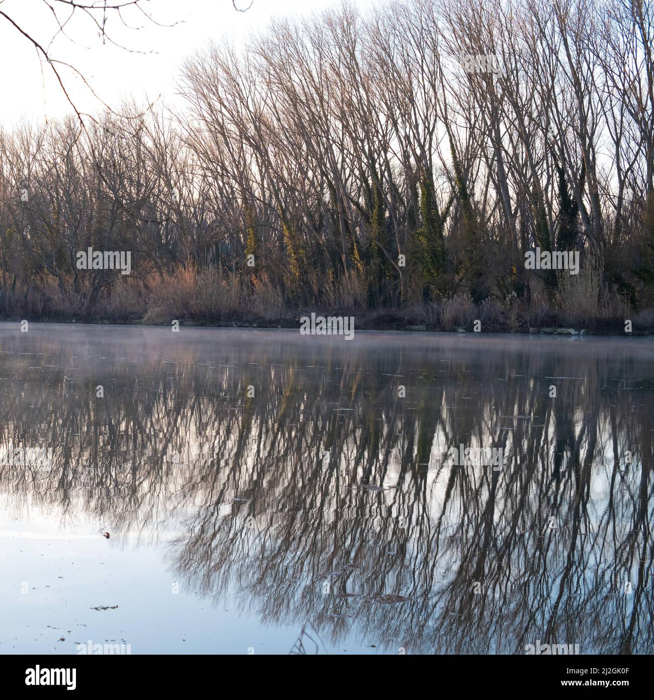 Golden winter leaves on trees and bushes landscape at the edge of a ...