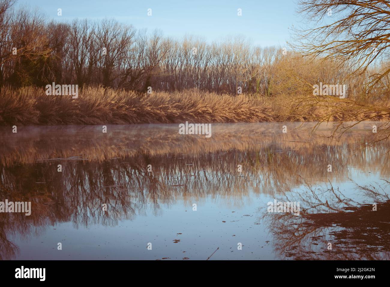 Golden winter leaves on trees and bushes landscape at the edge of a ...