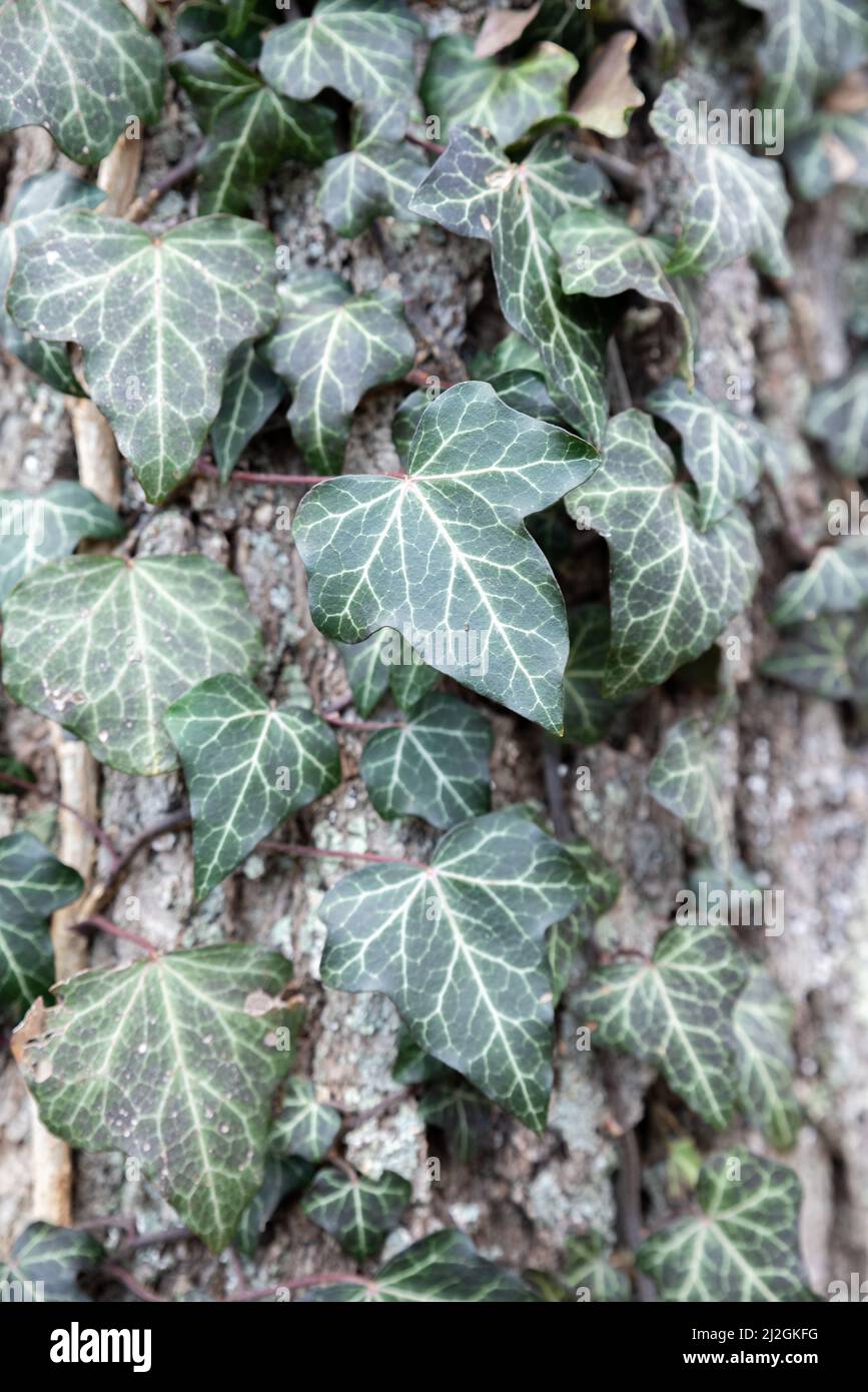 Baltic vine hi-res stock photography and images - Alamy