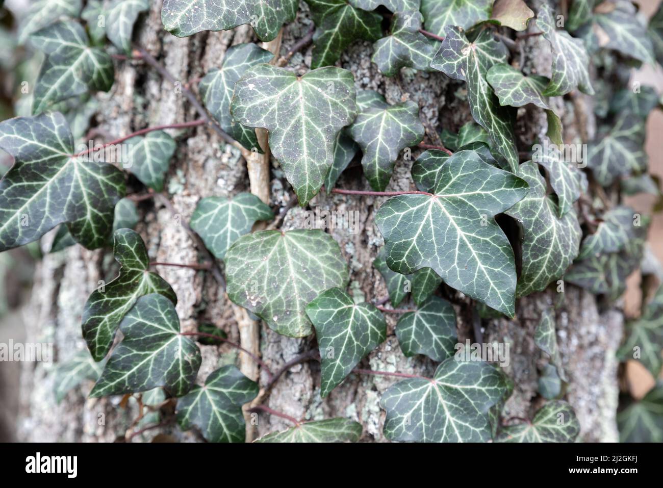 Evergreen Baltic vine growing on the tree trunk Stock Photo - Alamy