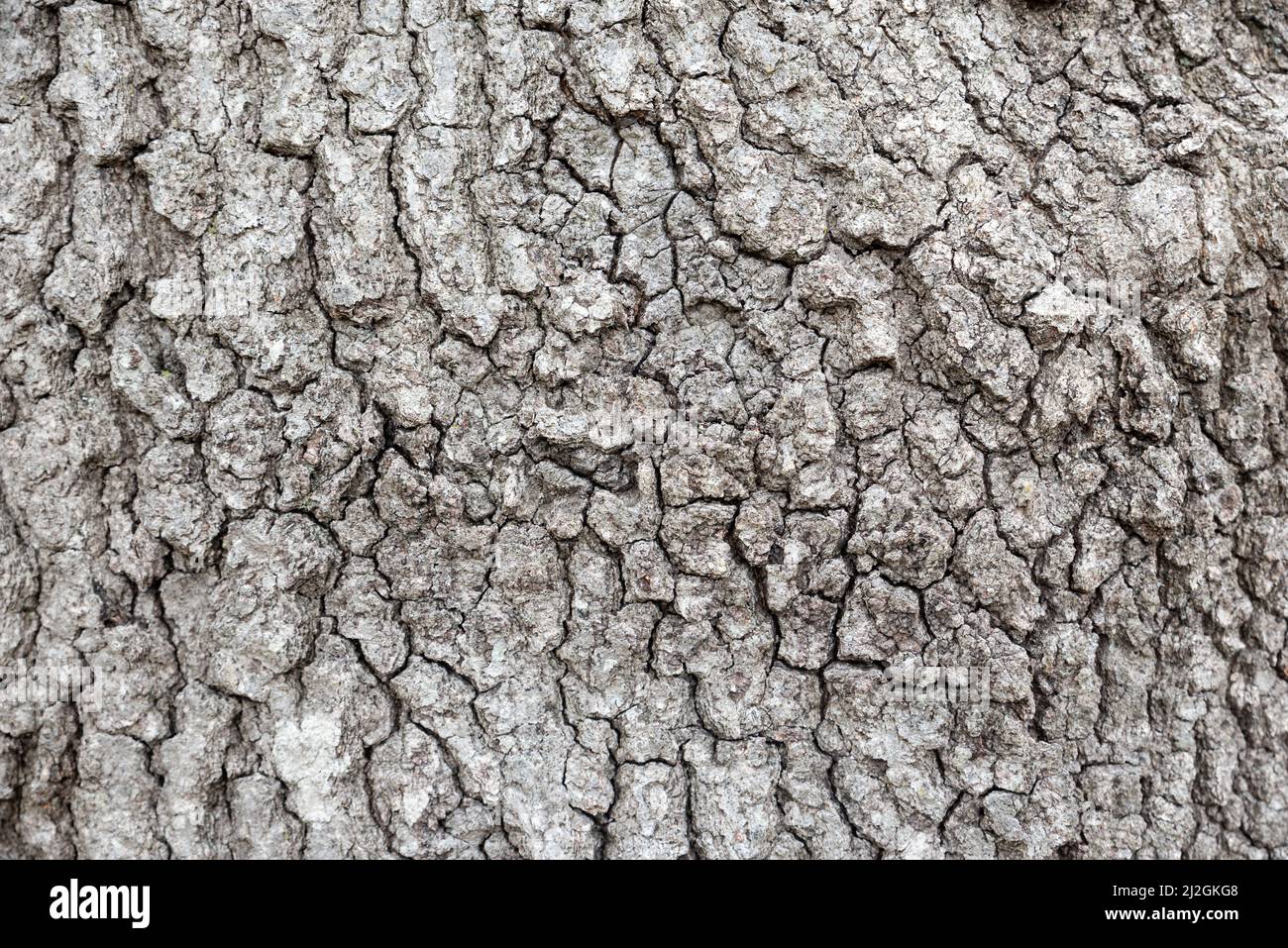 Oat Tree bark pattern backgrounds wallpaper Stock Photo - Alamy