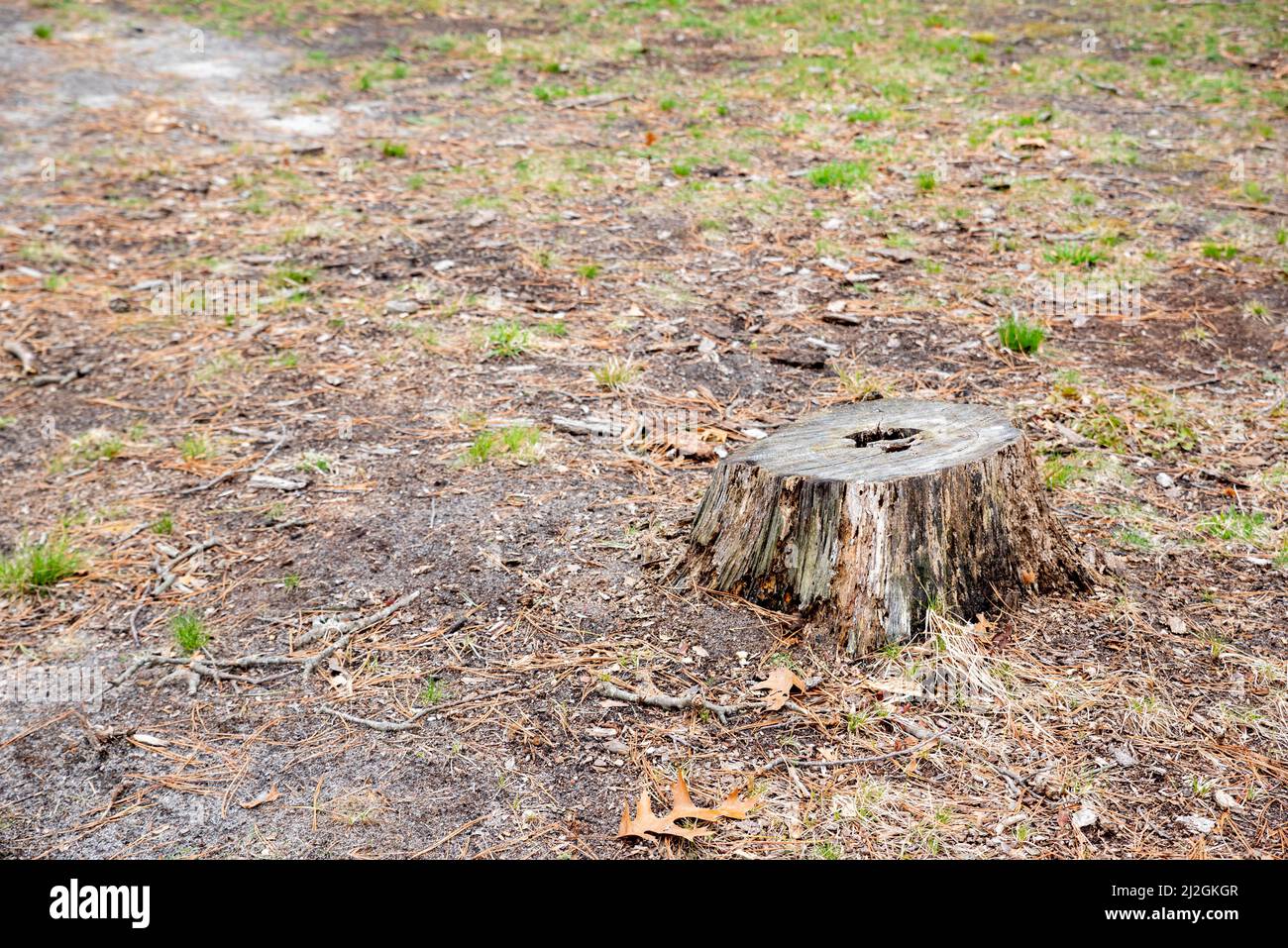 Cut down tree stump in hi-res stock photography and images - Alamy