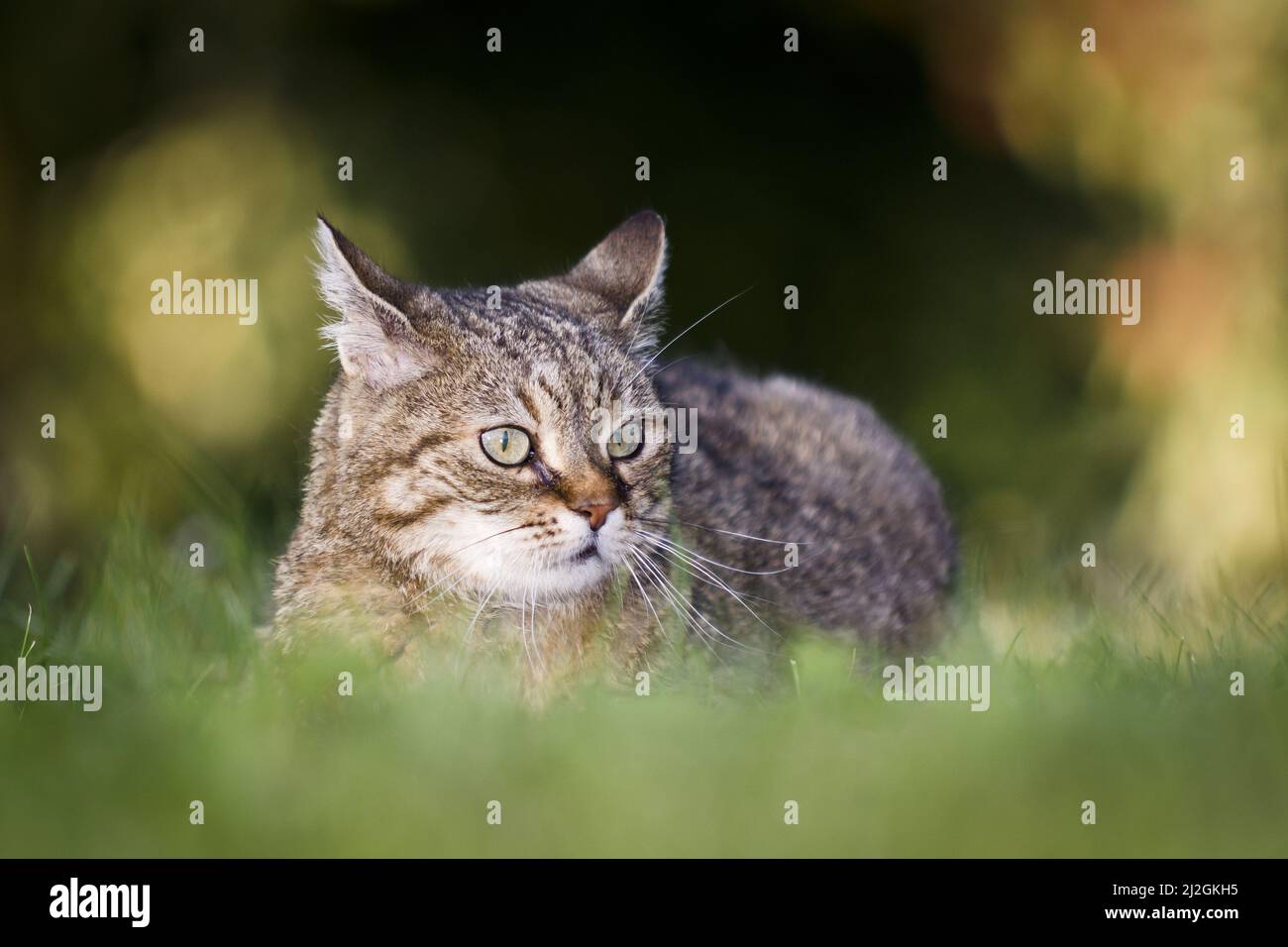 An adorable wildcat (Felis silvestris) lying on the grass Stock Photo ...