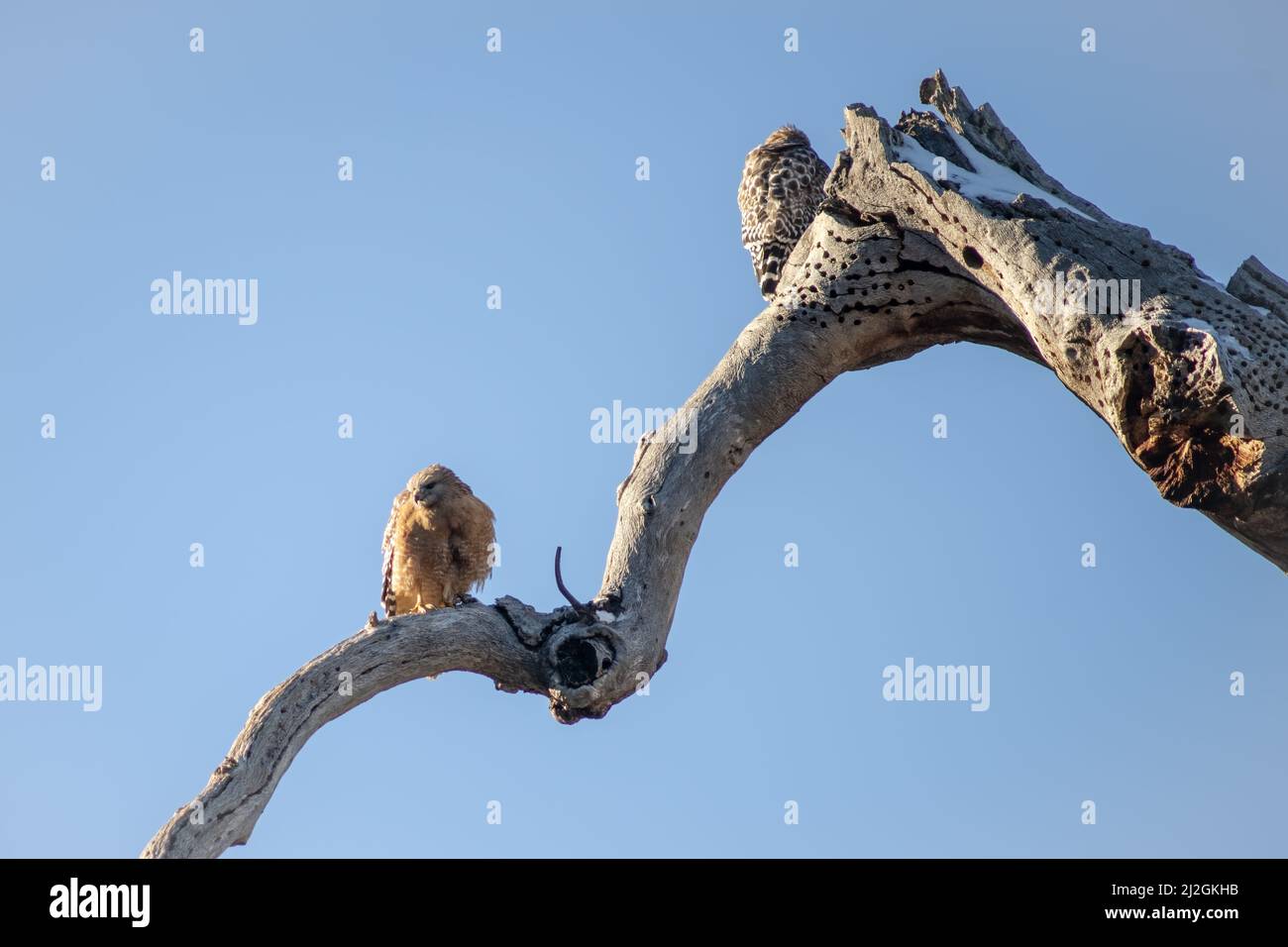 Breeding pair of hawks in early spring Stock Photo - Alamy