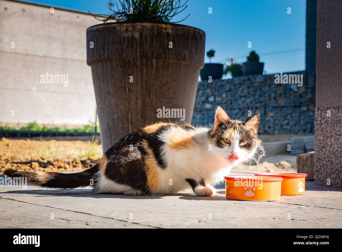 An adorable calico cat eating from a bowl outdoors Stock Photo - Alamy