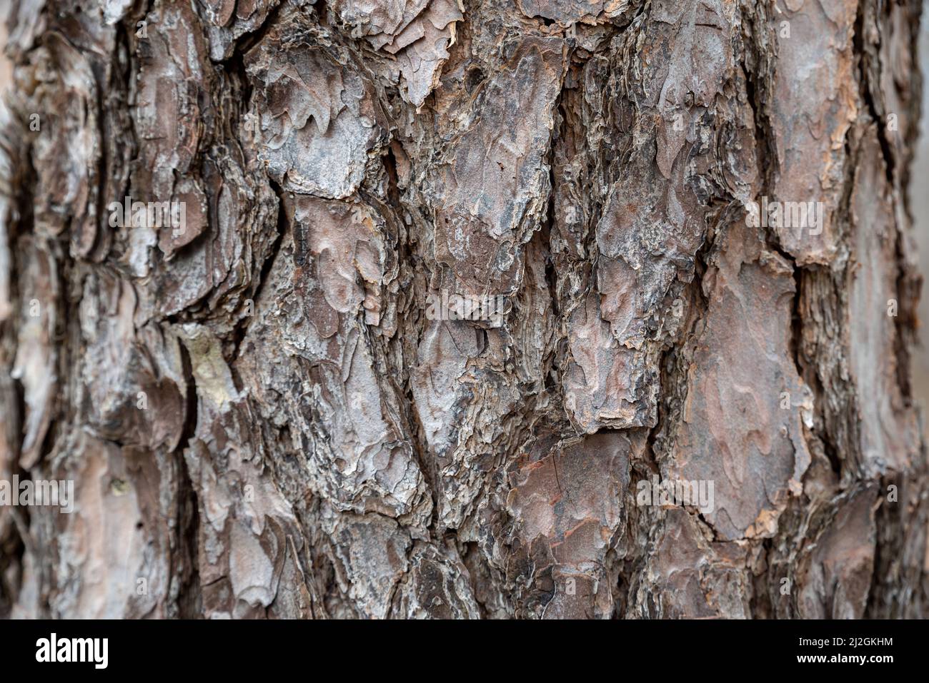 Oat Tree bark pattern backgrounds wallpaper Stock Photo - Alamy