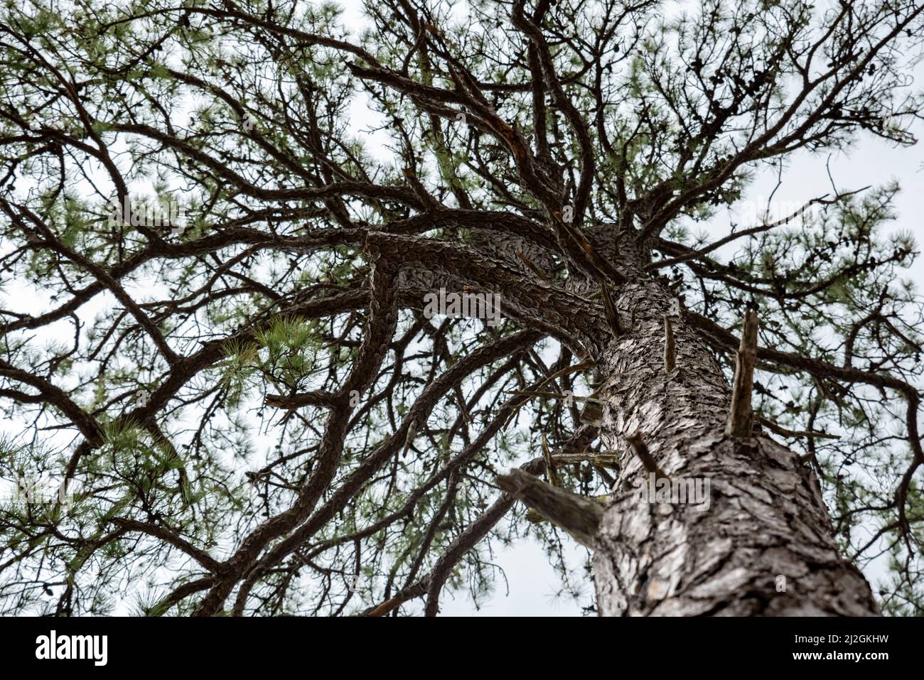 Evergreen tree top in early spring Stock Photo - Alamy
