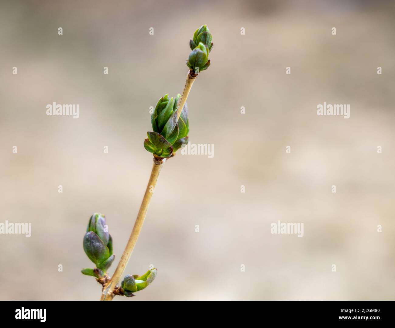 Budding bud with young leaves on a branch of a spring tree Stock Photo ...