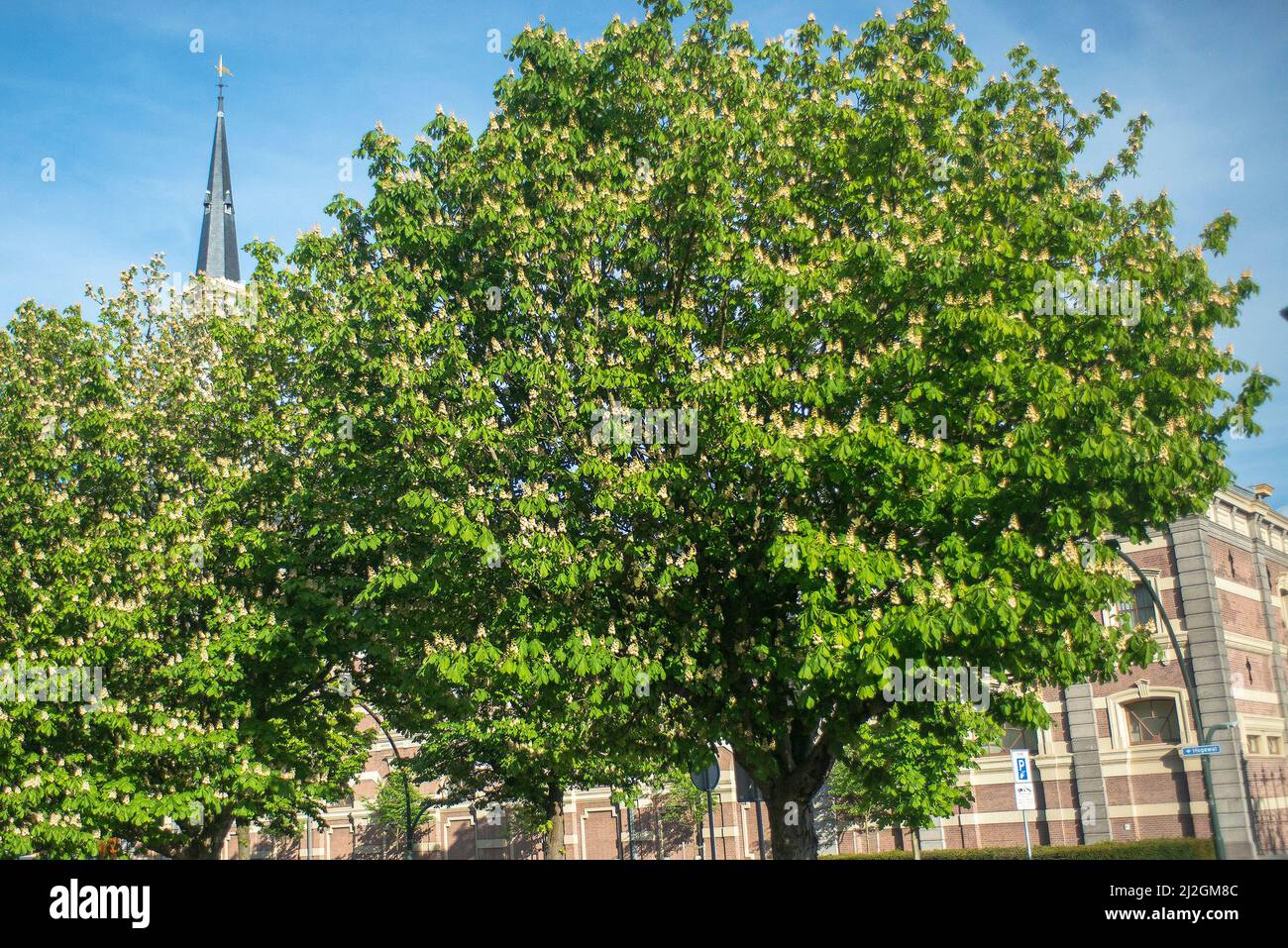Horse Chestnut (Aesculus hippocastanum) trees along side the quay in ...