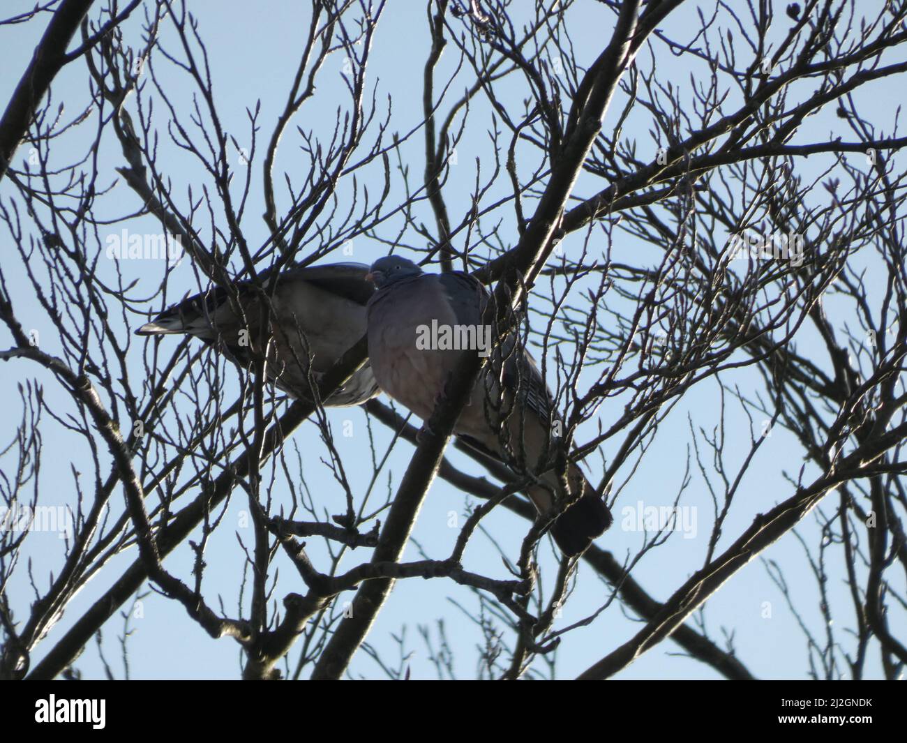 A low angle shot of two wood pigeons perched on the branches of ...