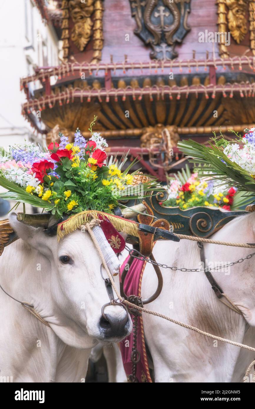 Ox cart, Explosion of the Cart festival, Florence, Tuscany, Italy ...