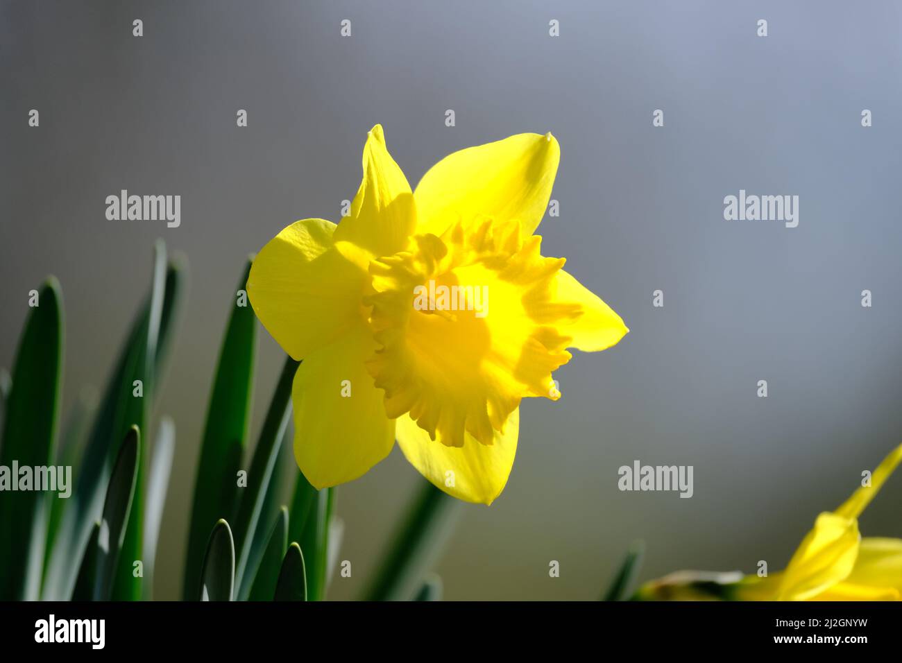 A close-up shot of a daffodil flower in the sunlight Stock Photo - Alamy