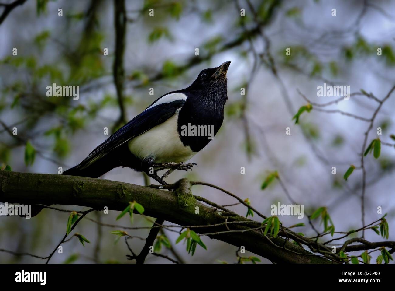 A close-up shot of a magpie sitting on a tree branch in the daytime ...