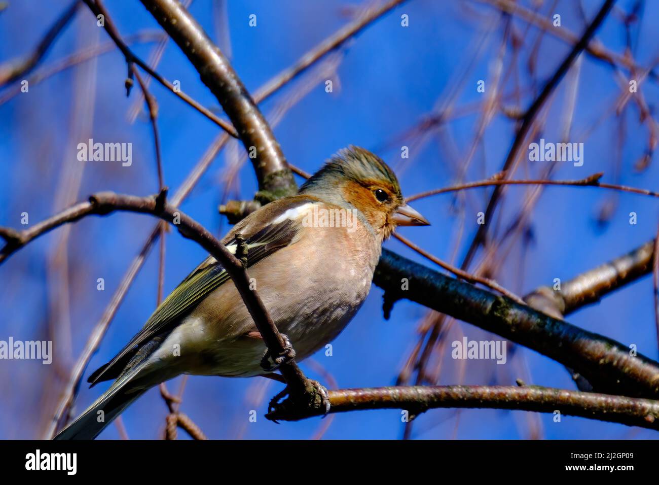 A close-up shot of a finch sitting on a tree branch in the daytime ...